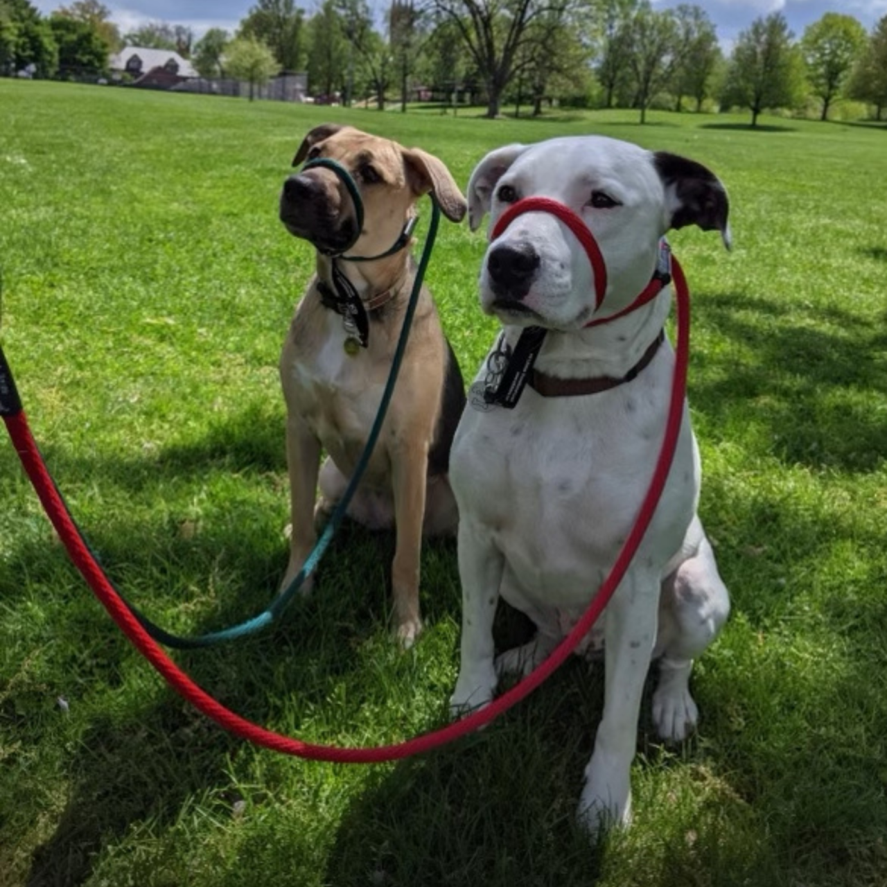 Transform Your Dog's Behavior | The Zen Dog Den Services