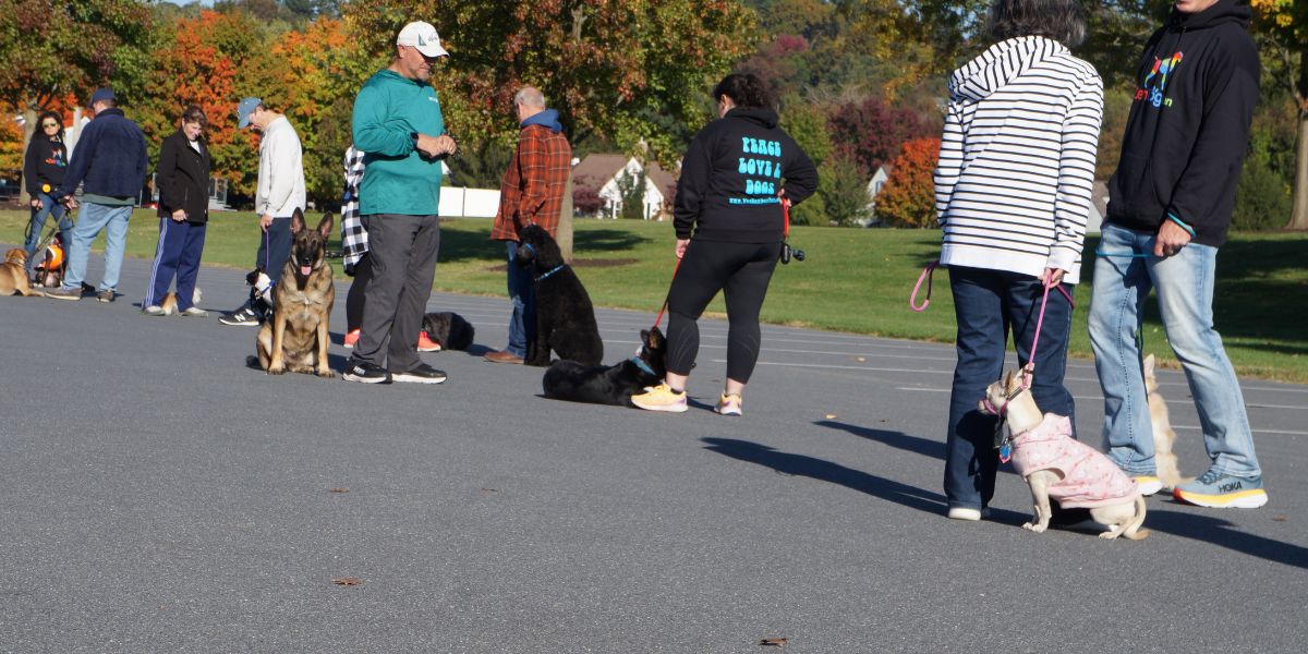 3 Reasons Why We Do Pack Walk - The Zen Dog Den