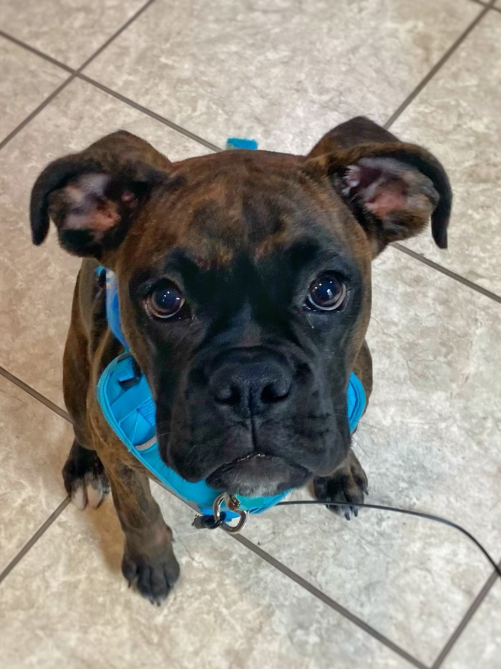 The Zen Dog Den Journey - The Zen Dog Den
