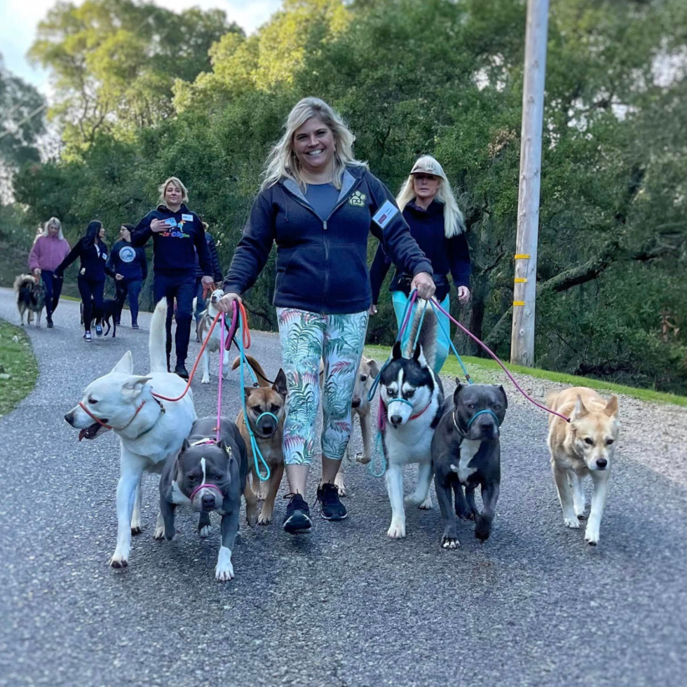 Transform Your Dog's Behavior | The Zen Dog Den Services