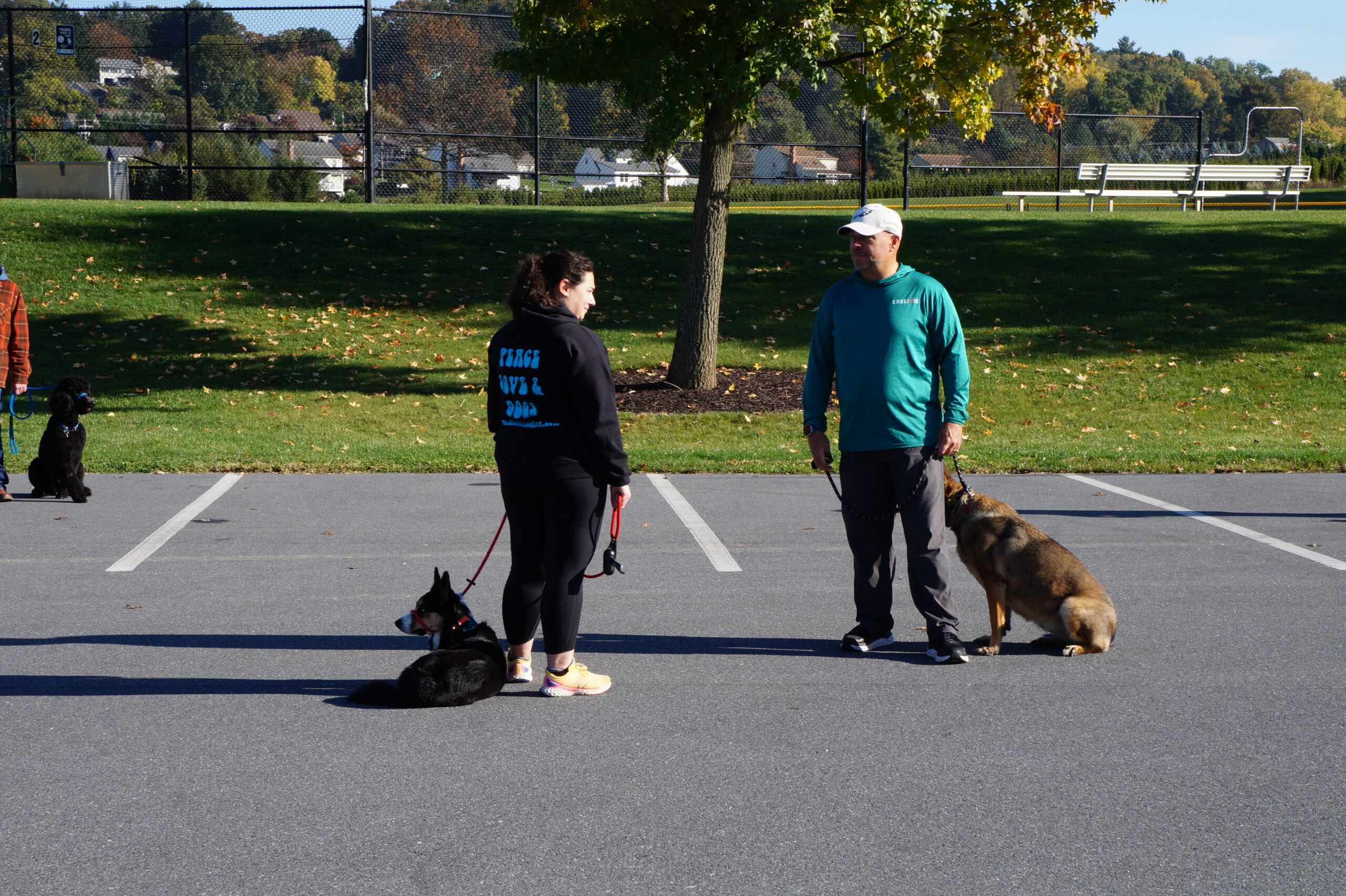 Discover Harmony and Balance: Unveiling the Essence of Zen Dog Den ...